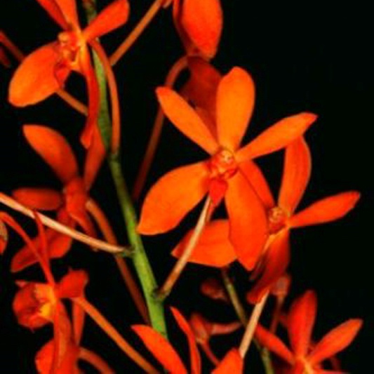 Renanthera Photographs
